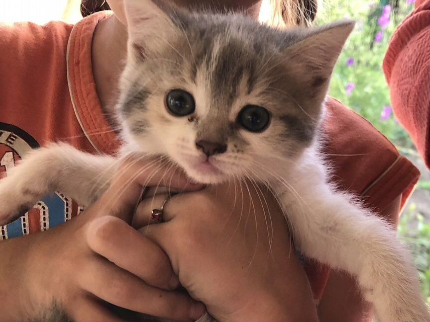 Котята от кошки мышеловки. Бесплатно