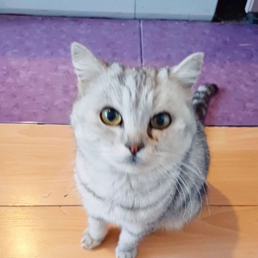 Отдам в добрые руки кошку