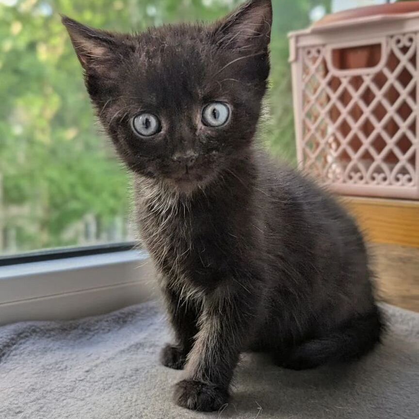 Котёнок в добрые руки