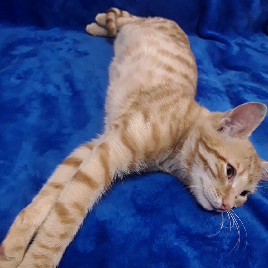 Кот марсик