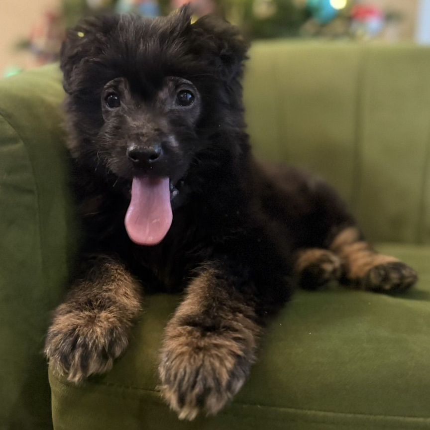 Щенок в добрые руки