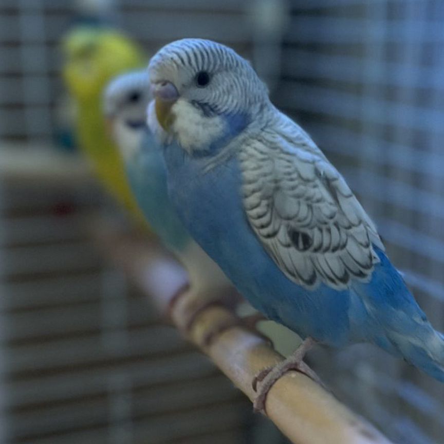 Волнистый попугай