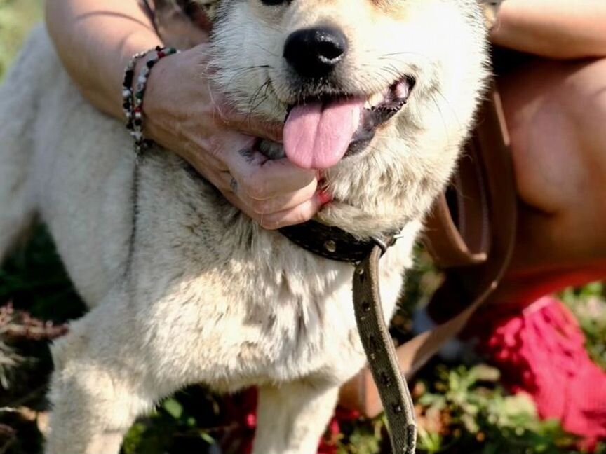 Тишенька небольшой песик