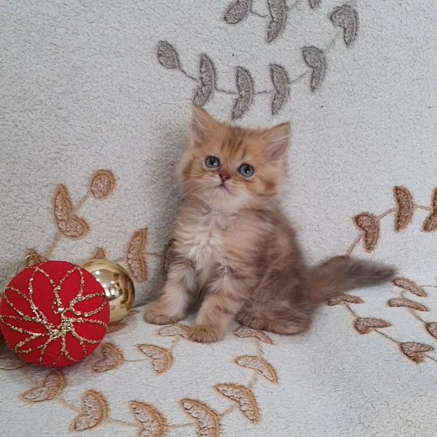 Роскошный мраморный котёнок