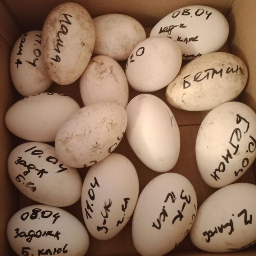 Яйцо гусиное для инкубации. Крупный серый гусь