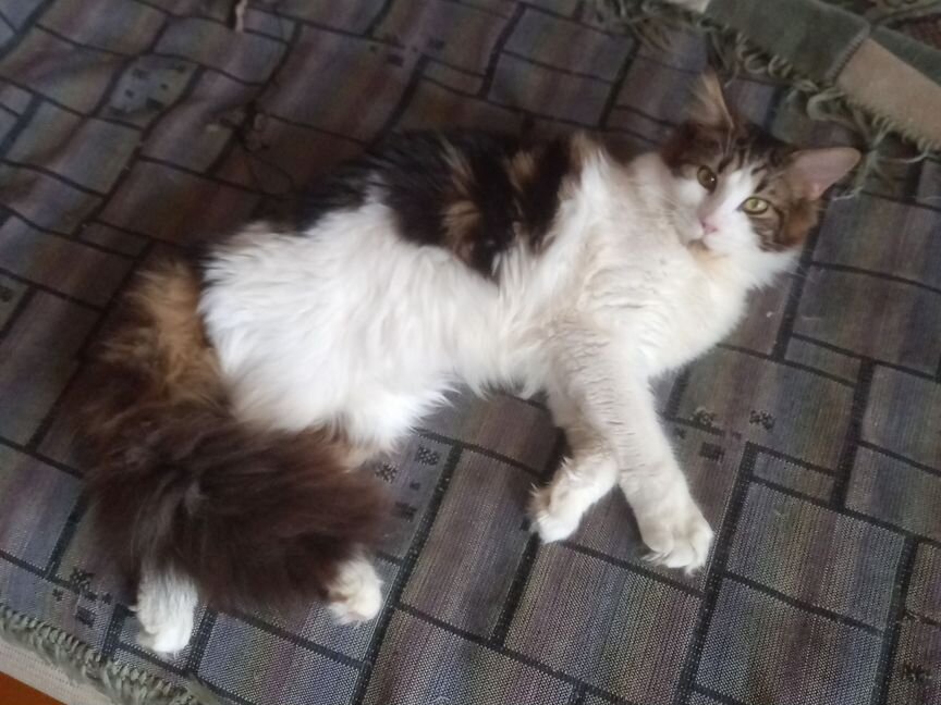 Кошки породистые