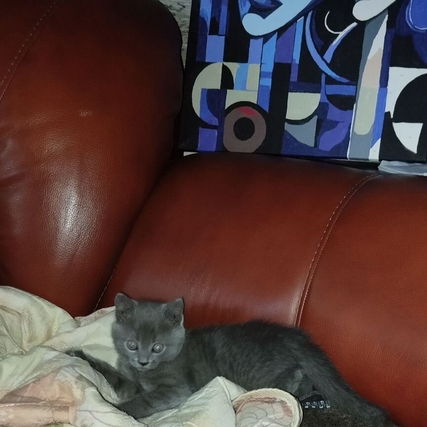 Котёнок 2,5 мес. Шотландец