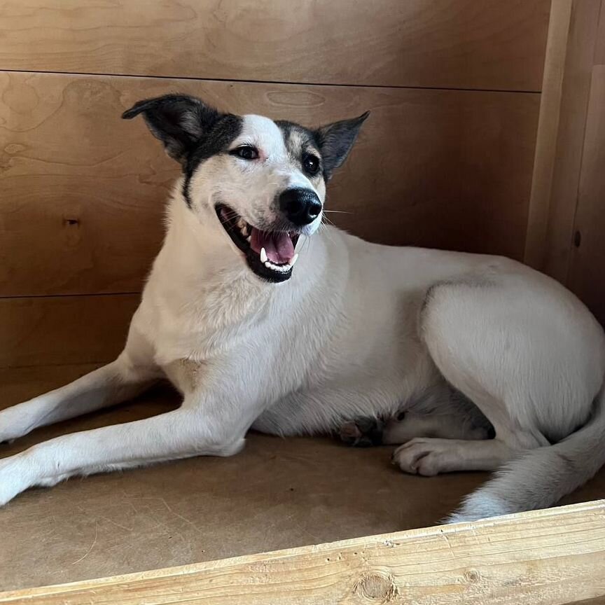 Взрослая собака в добрые руки