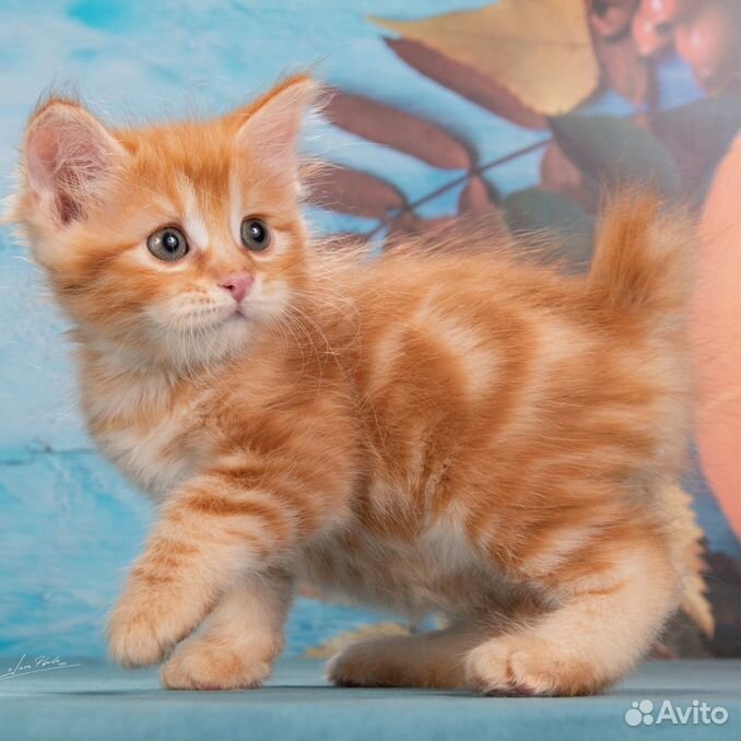 Курильский бобтейл красный мраморный кот