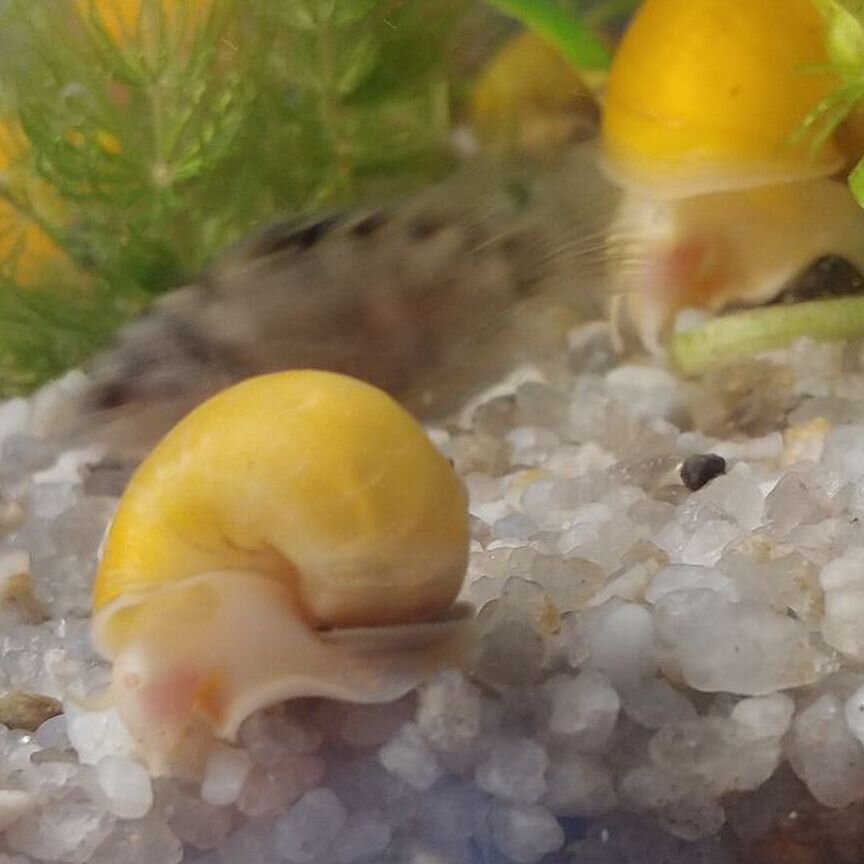 Улитки аквариумные ампулярии