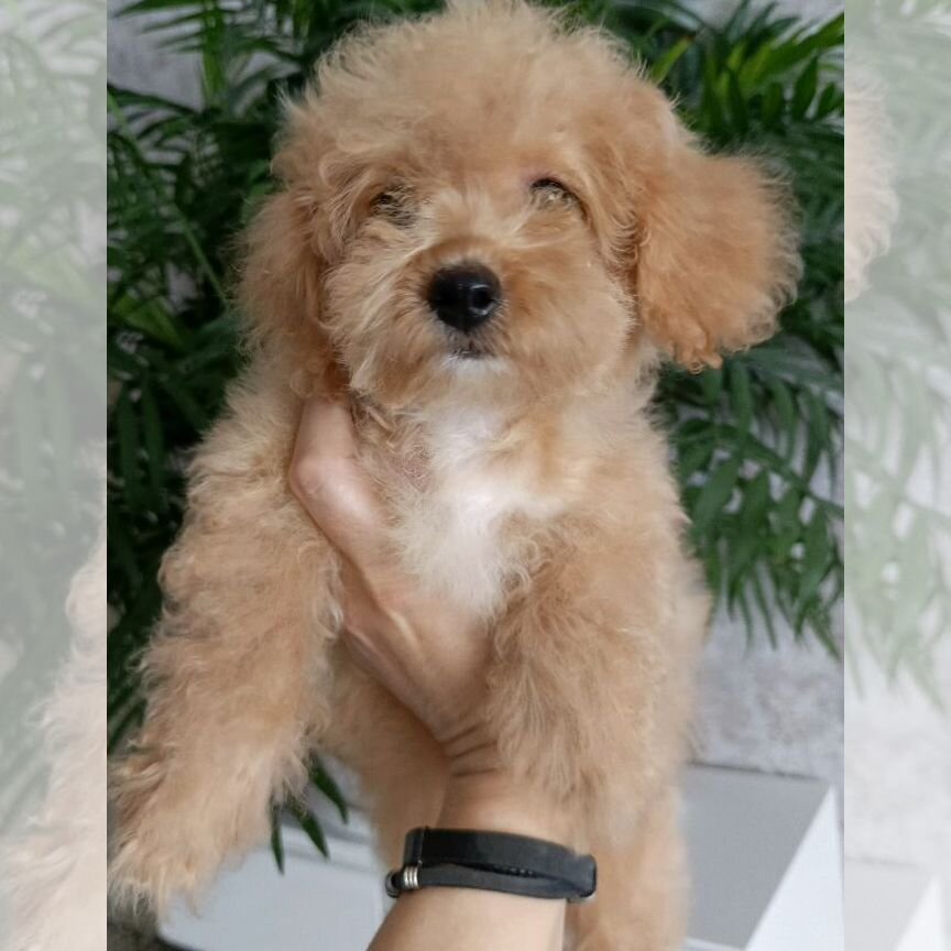 Мальтипу, щенок