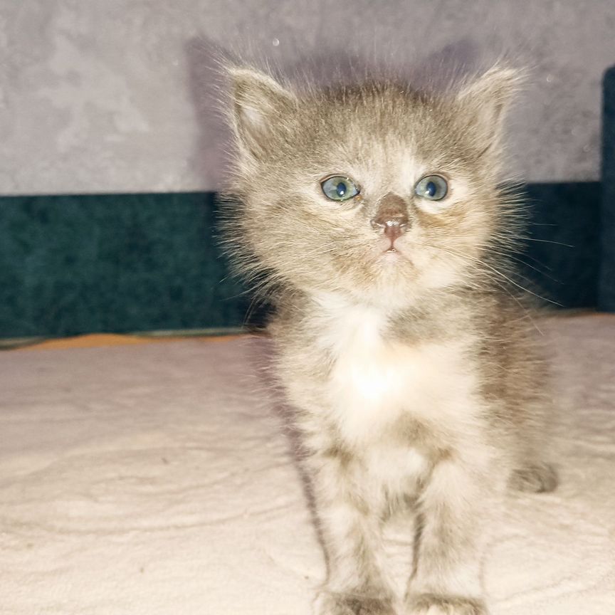 Отдам котят, три серые девочки, чёрный мальчик