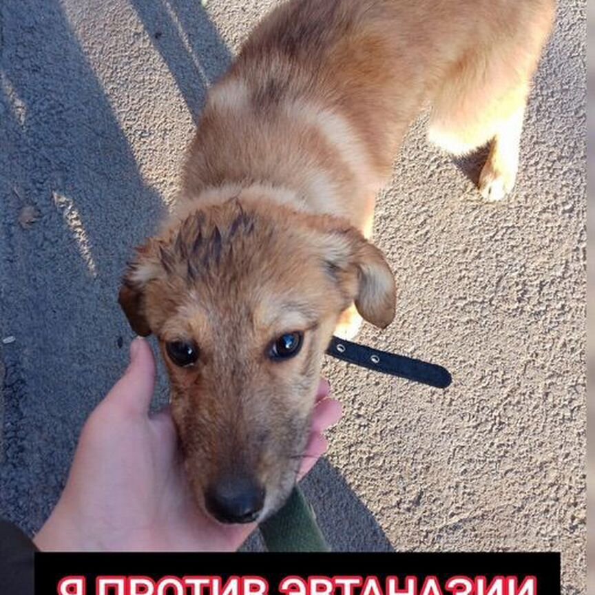 Петербуржец помоги животным