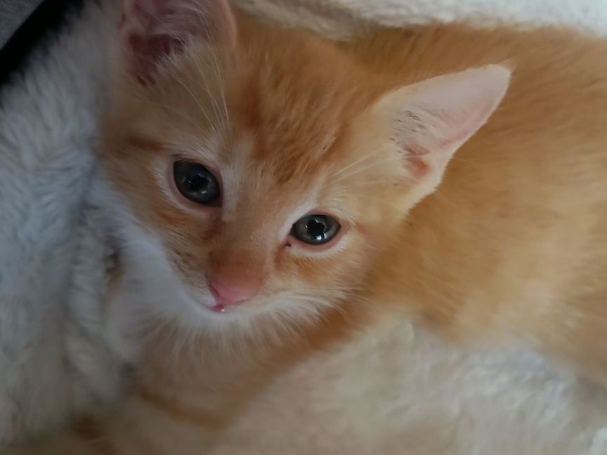 Котята в добрые руки даром