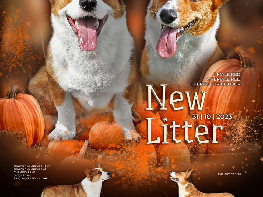 Вельшкорги кардиган