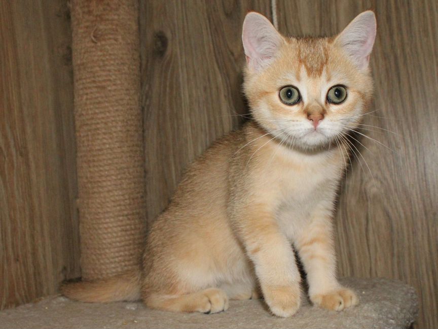 Кошечка в добрые руки, бесплатно