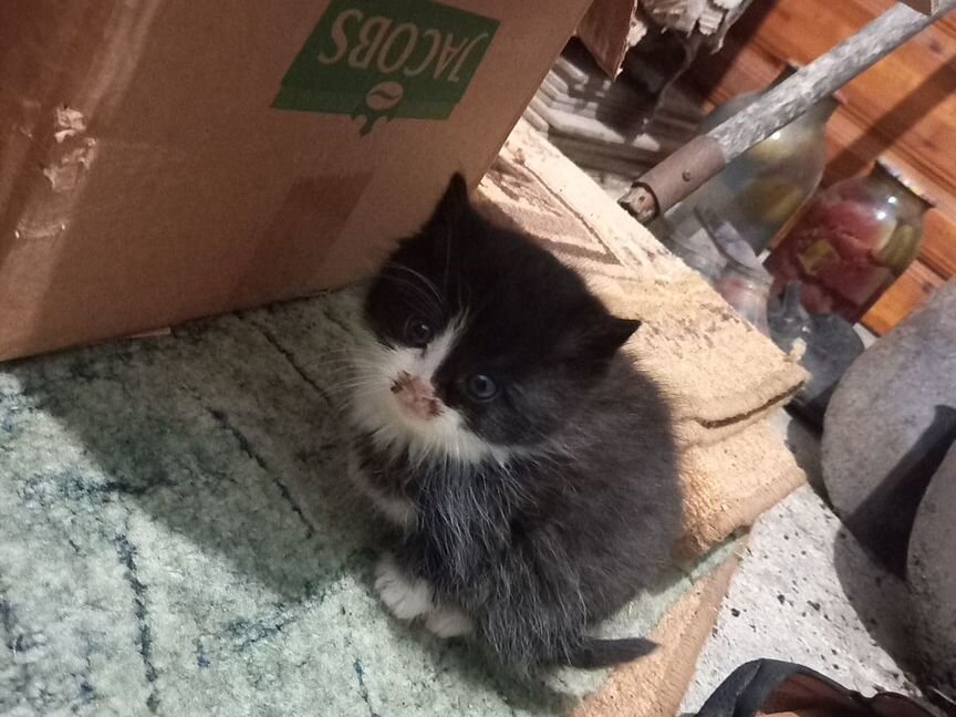 Отдам бесплатно котёнка (девочка)