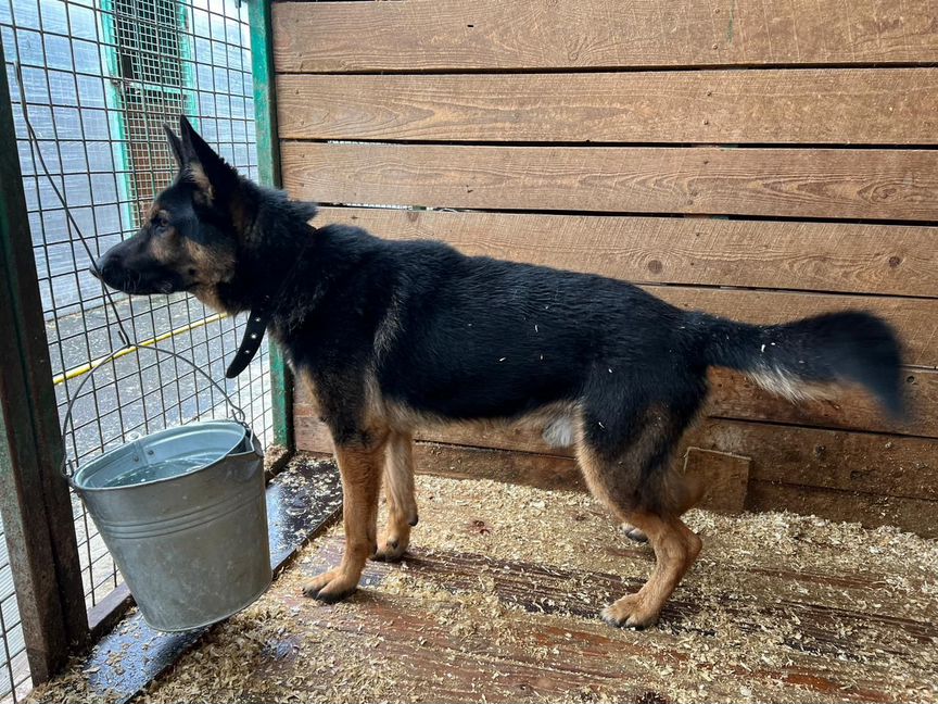 Собака в добрые руки, овчарка