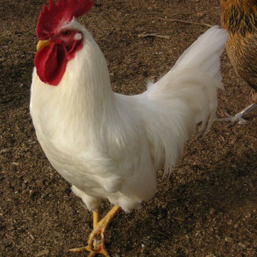 Куры петухи