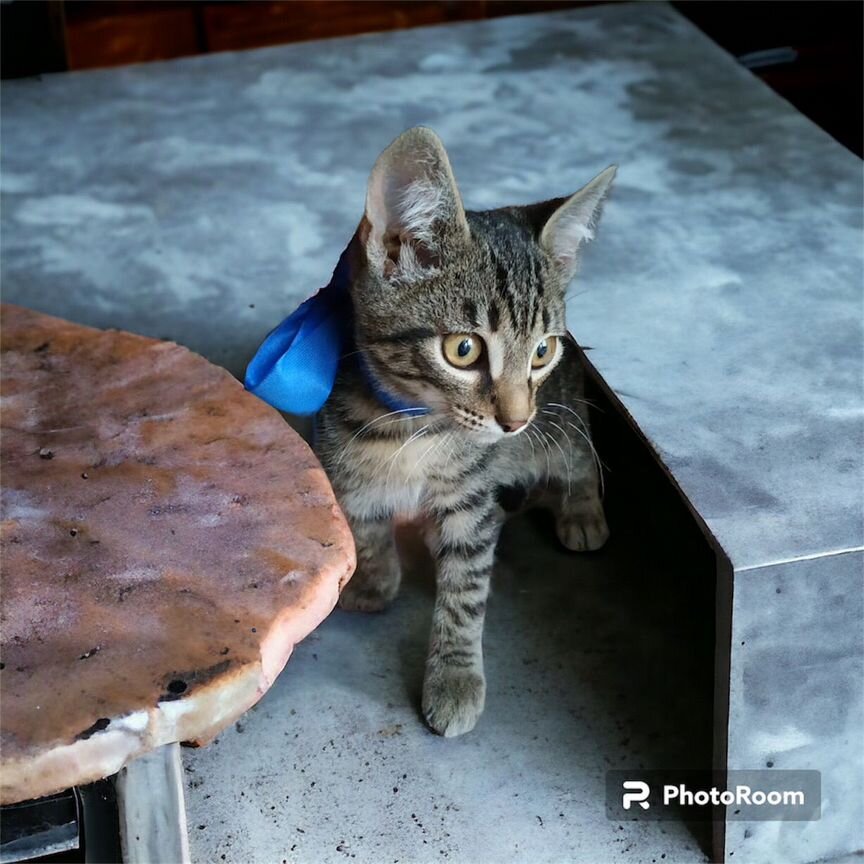Красивые котята