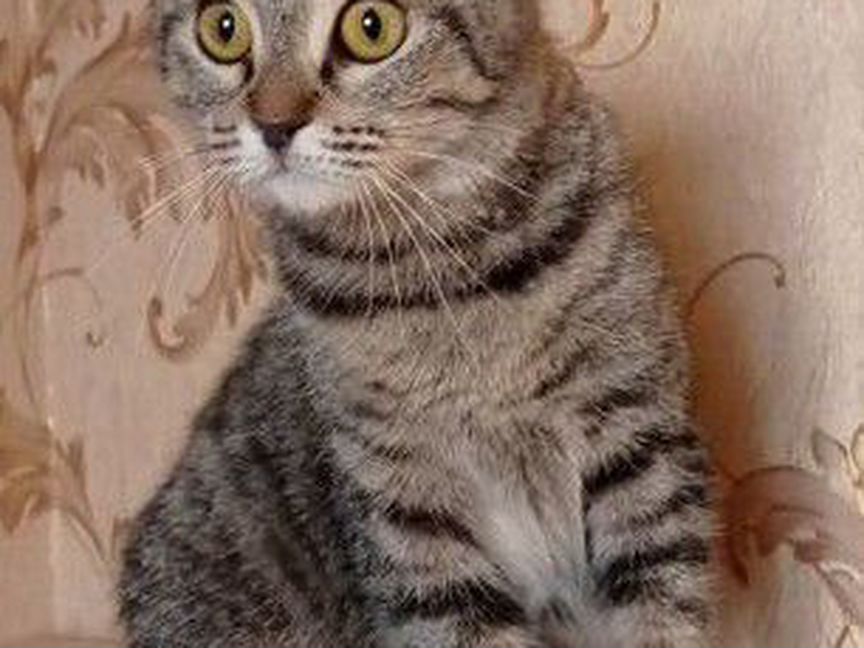Кошка Мушка