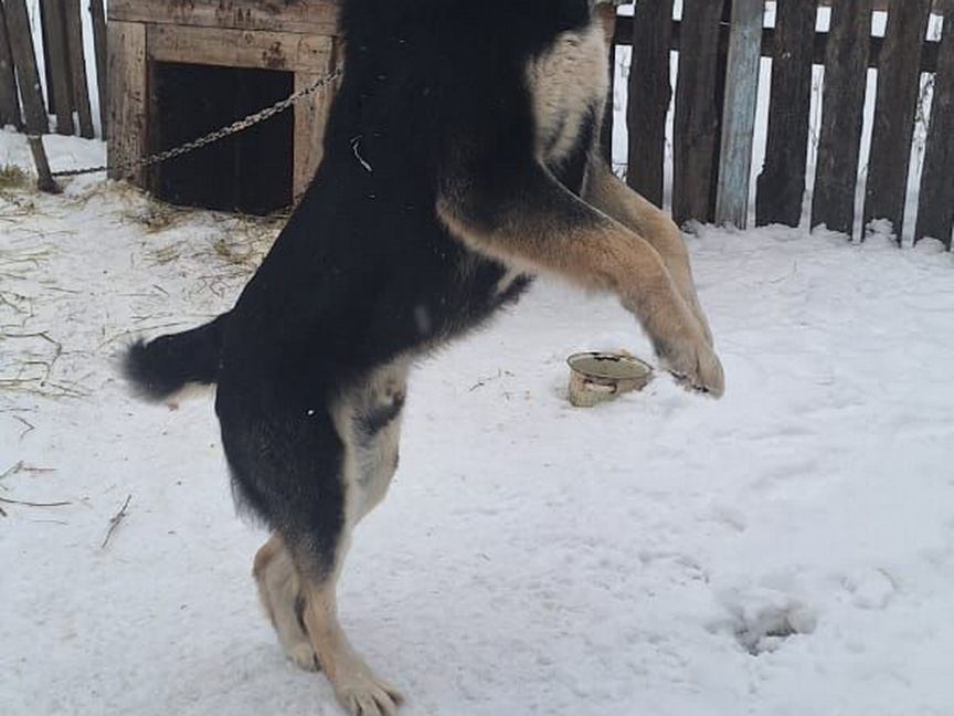 Продается Собака-охранник