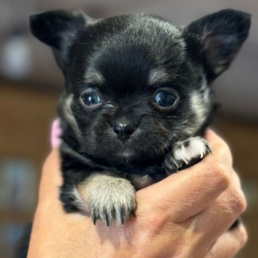 Щенки чихуахуа мини