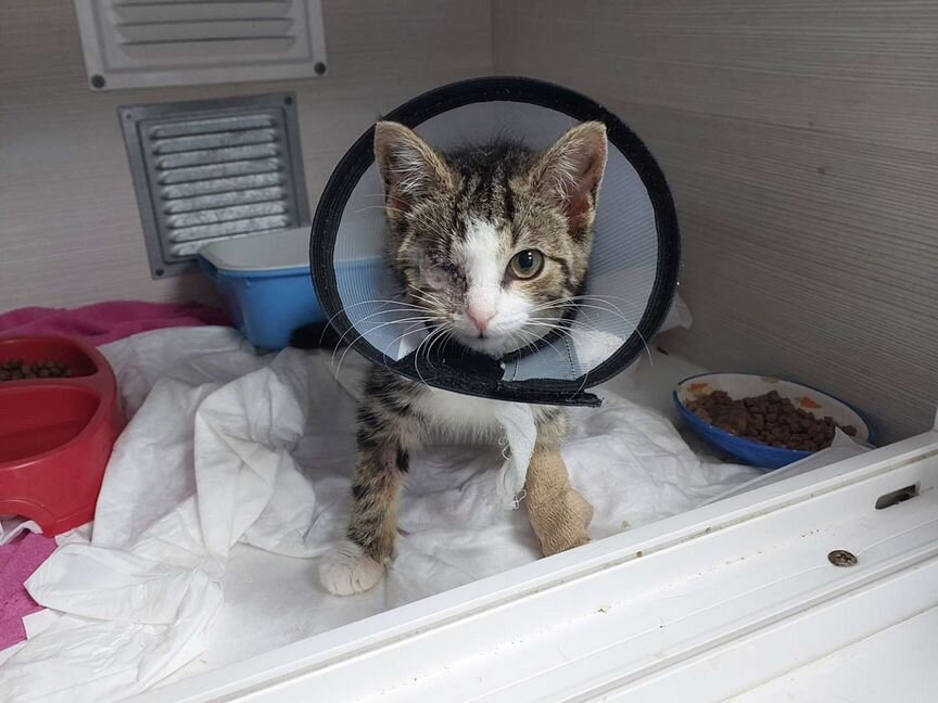 Нужен дом для котенка
