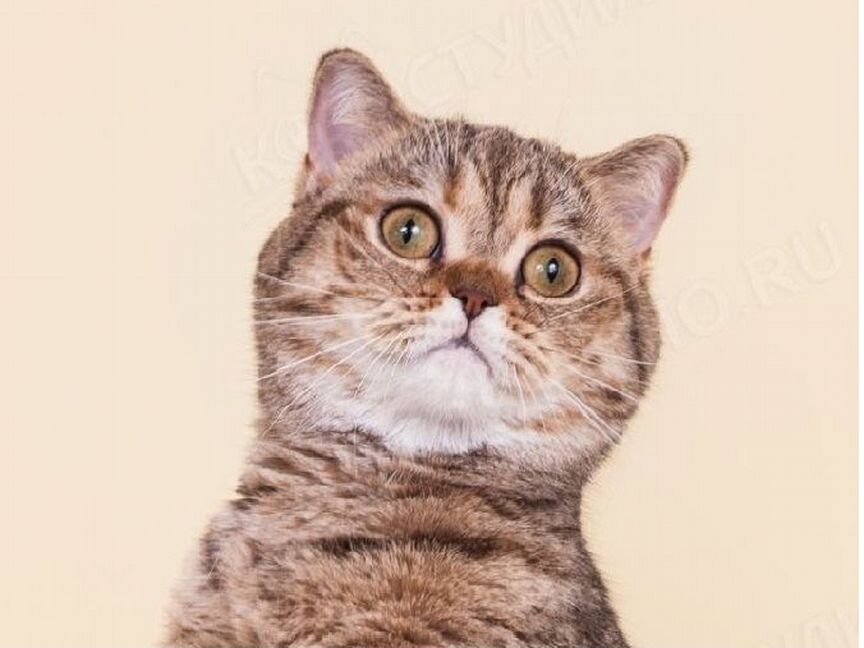 Кошка 1год