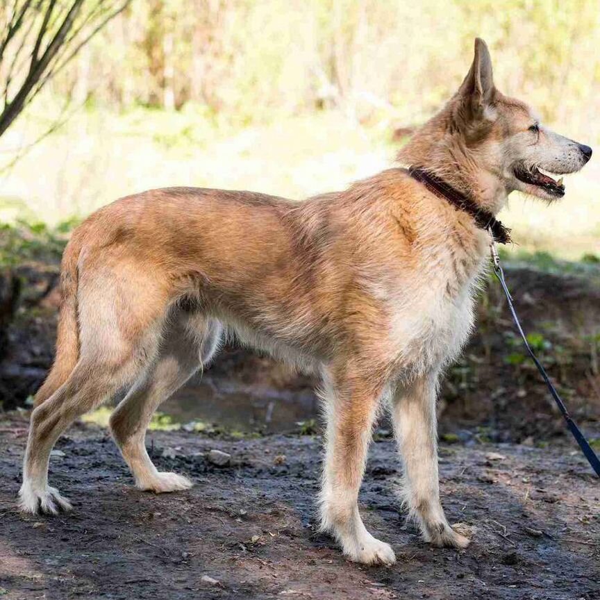 Скромный пёс Яша в добрые руки