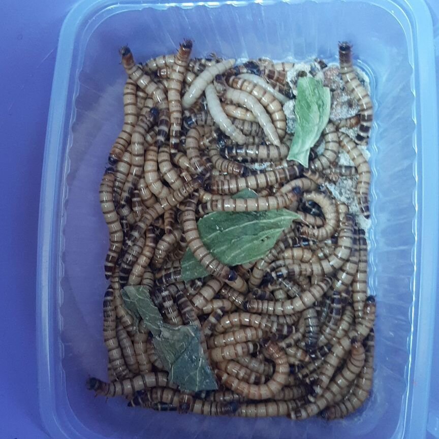 Зофобас живой