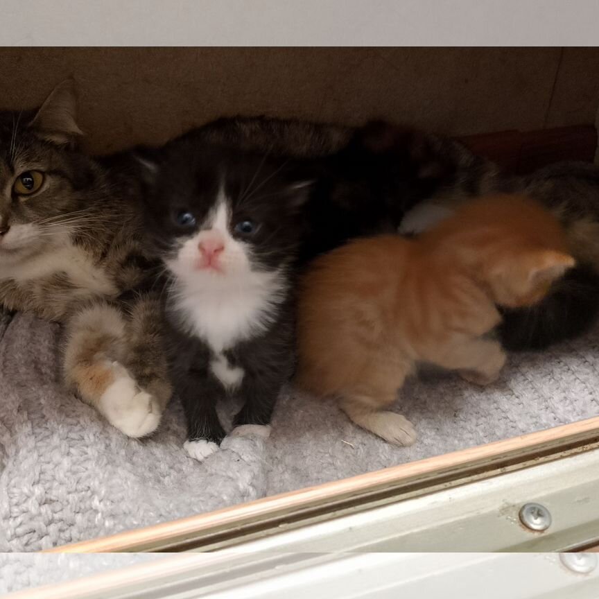 Котёнок в добрые руки