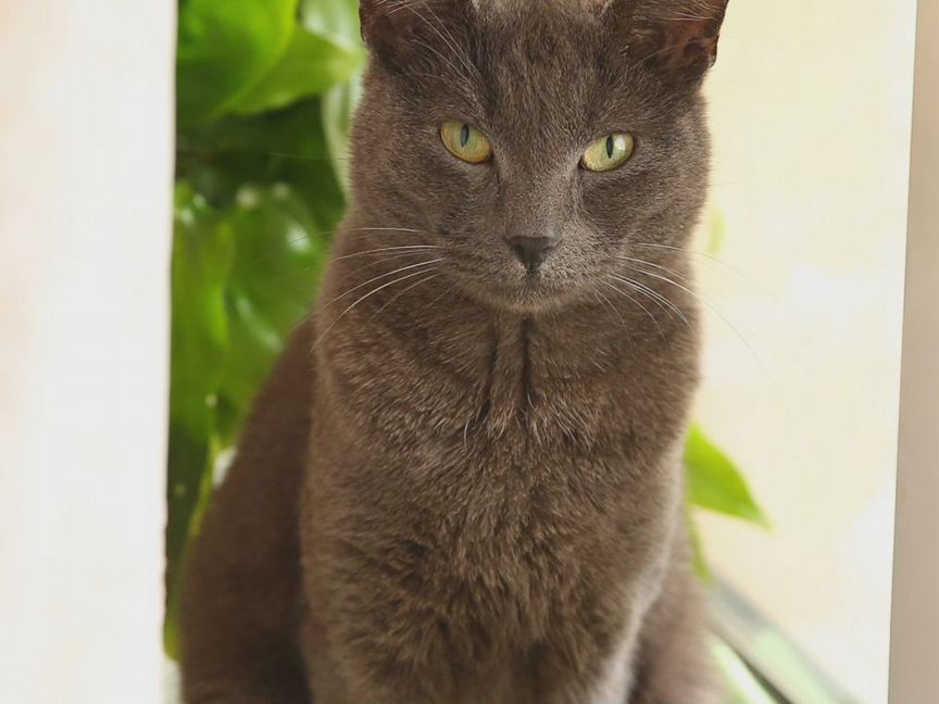 Кошка Гера