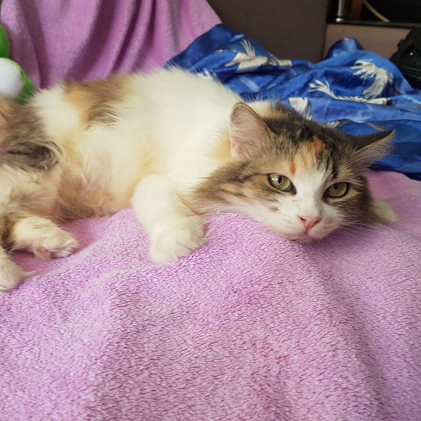 SOS приют закрывается