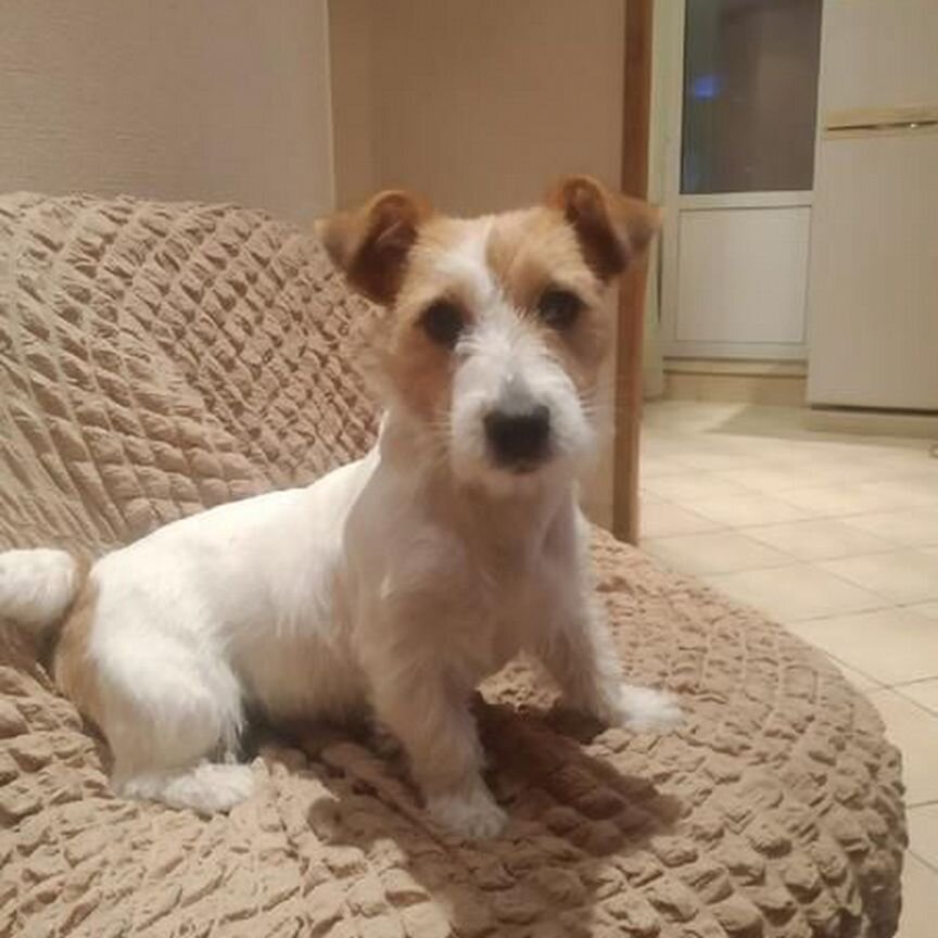 Джек рассел терьер