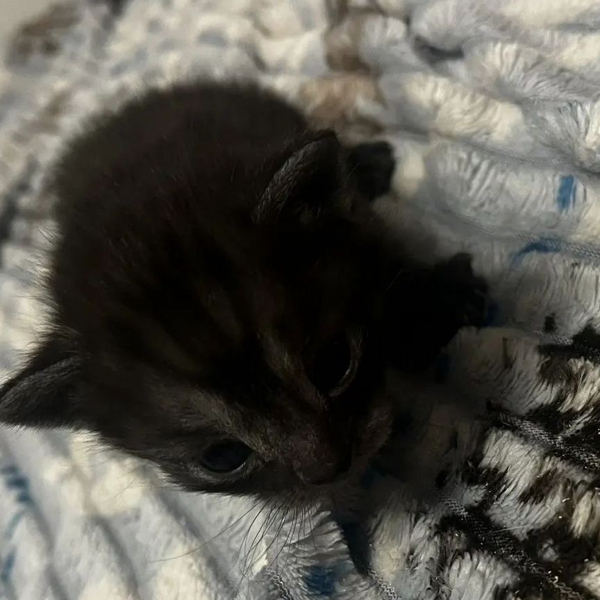 Котёнок в добрые руки