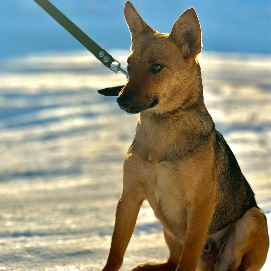 Собачка в добрые руки