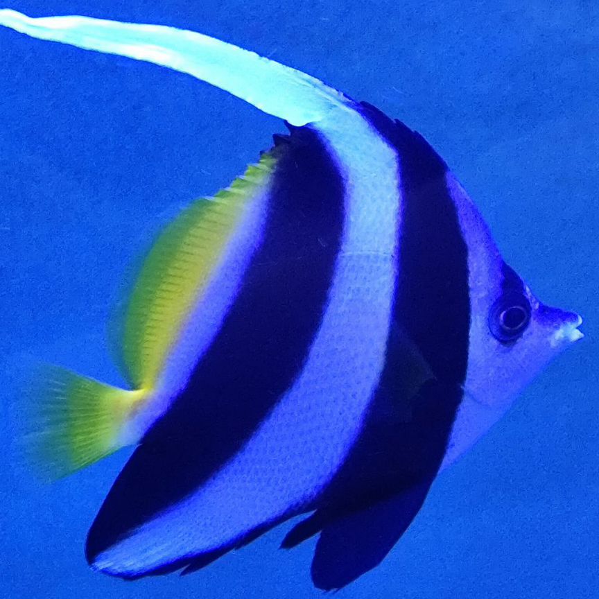 Флотатор, помпа, скиммер, морские рыбы