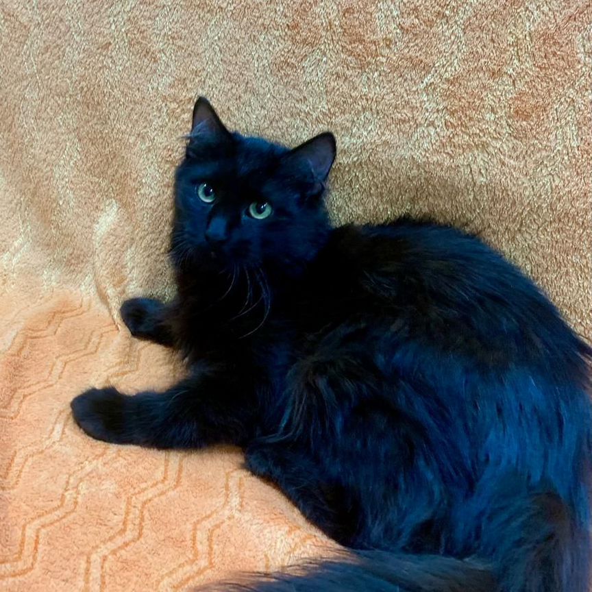 Котик в добрые руки
