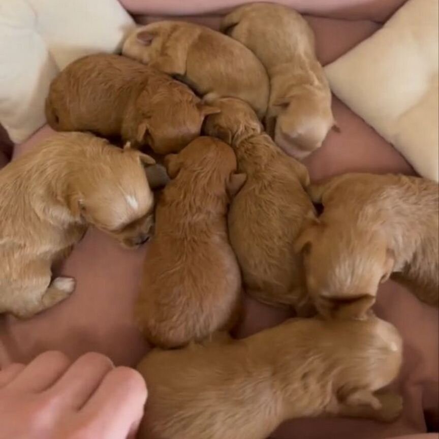 Мальтипу, щенок