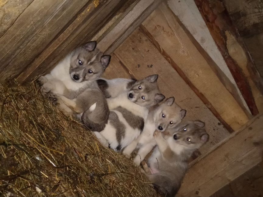 Щенки западно сибирской лайки