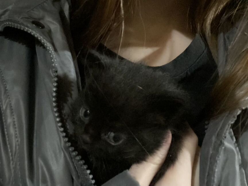 Отдам в хорошие руки котенка