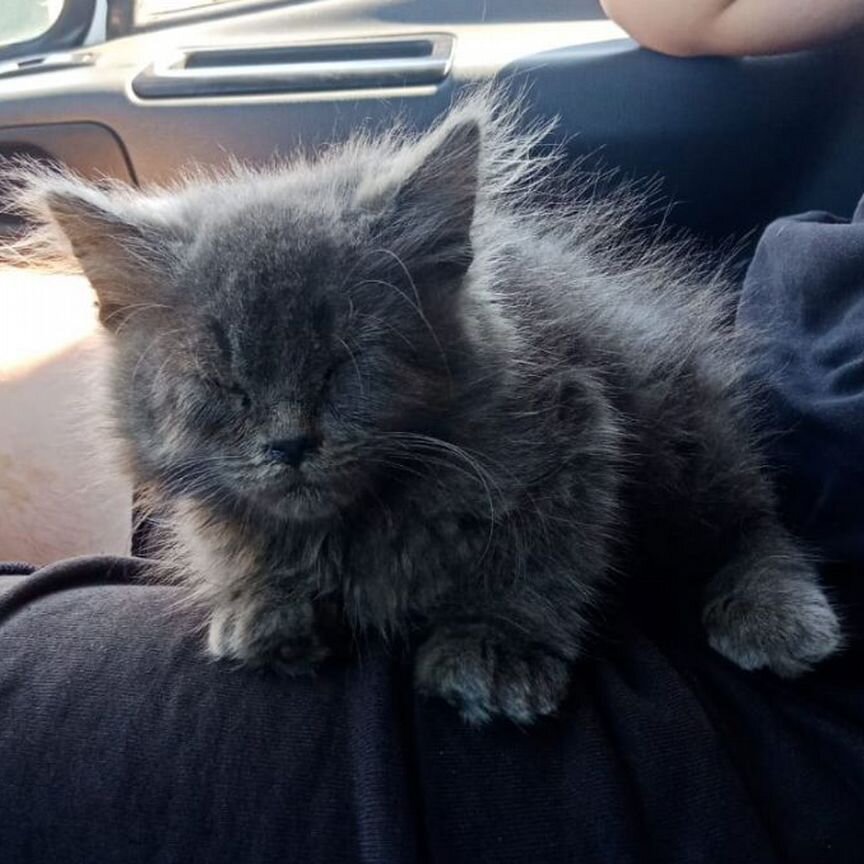 Котонок в добрые руки