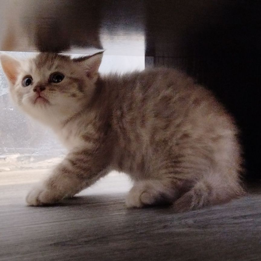 Шотландские