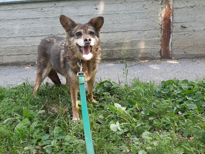 Старушка Зита всю жизнь ждёт свою семью и дом