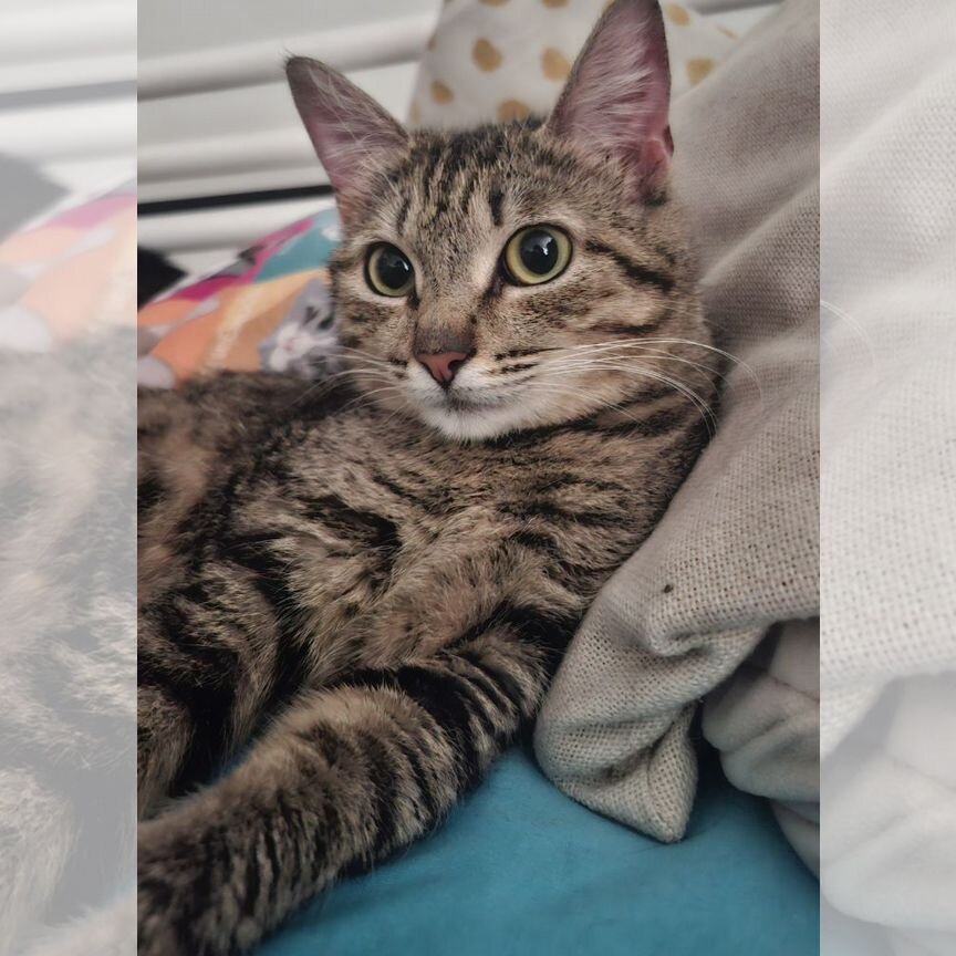 Кошка лея ищет новый дом