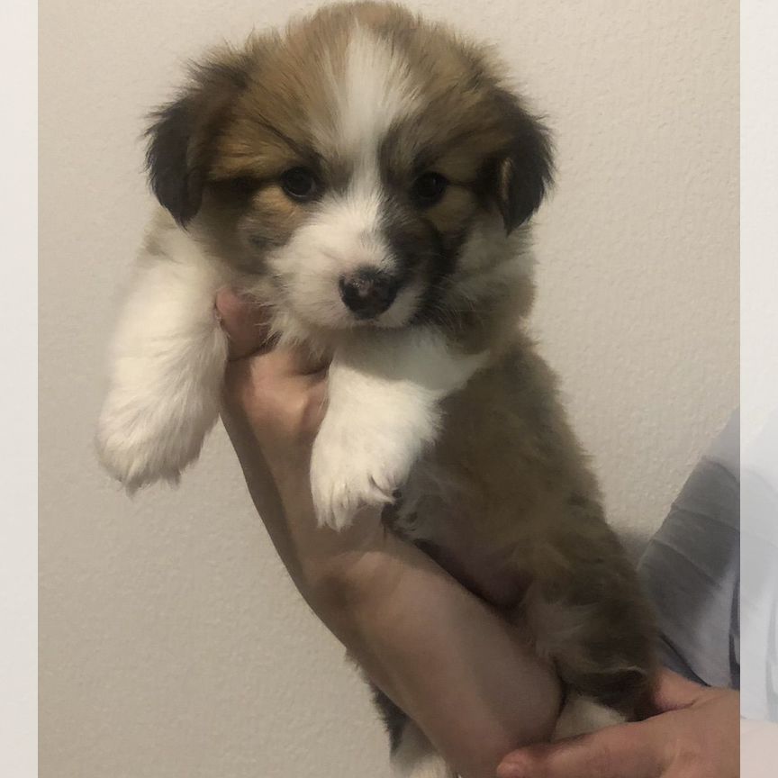 Вельш Корги Пемброк, щенок