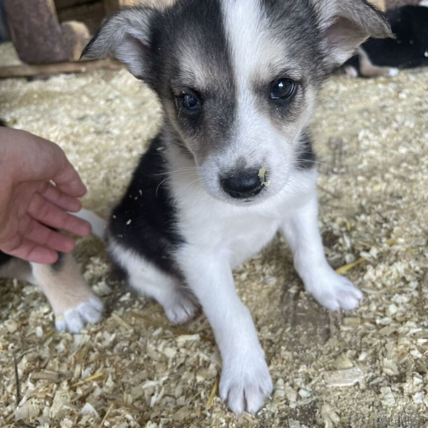 Щенок в добрые руки