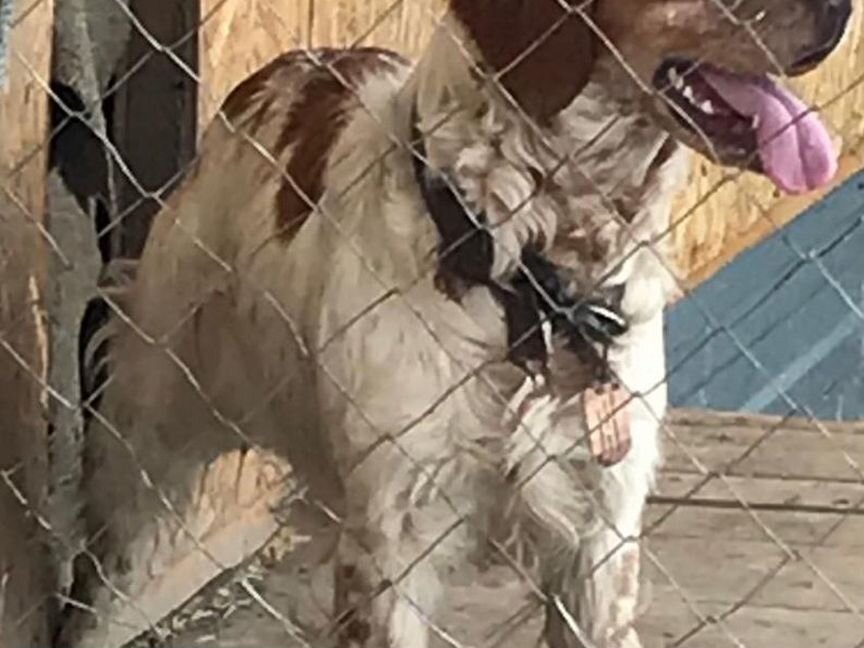 Вязка кобель бретонский эпаньоль, бретон