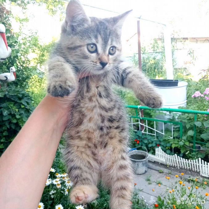 Кошечка шиншиллка в добрые руки